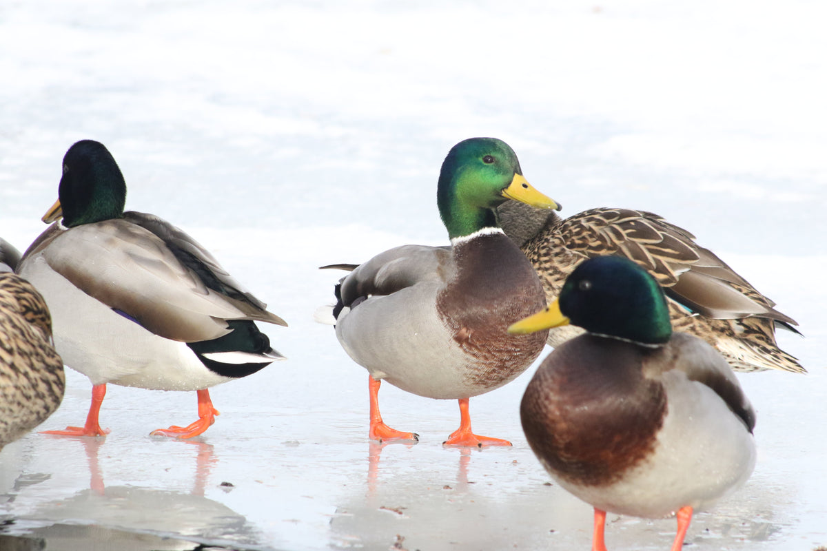 Waterfowl Calls – Vendetta Waterfowl