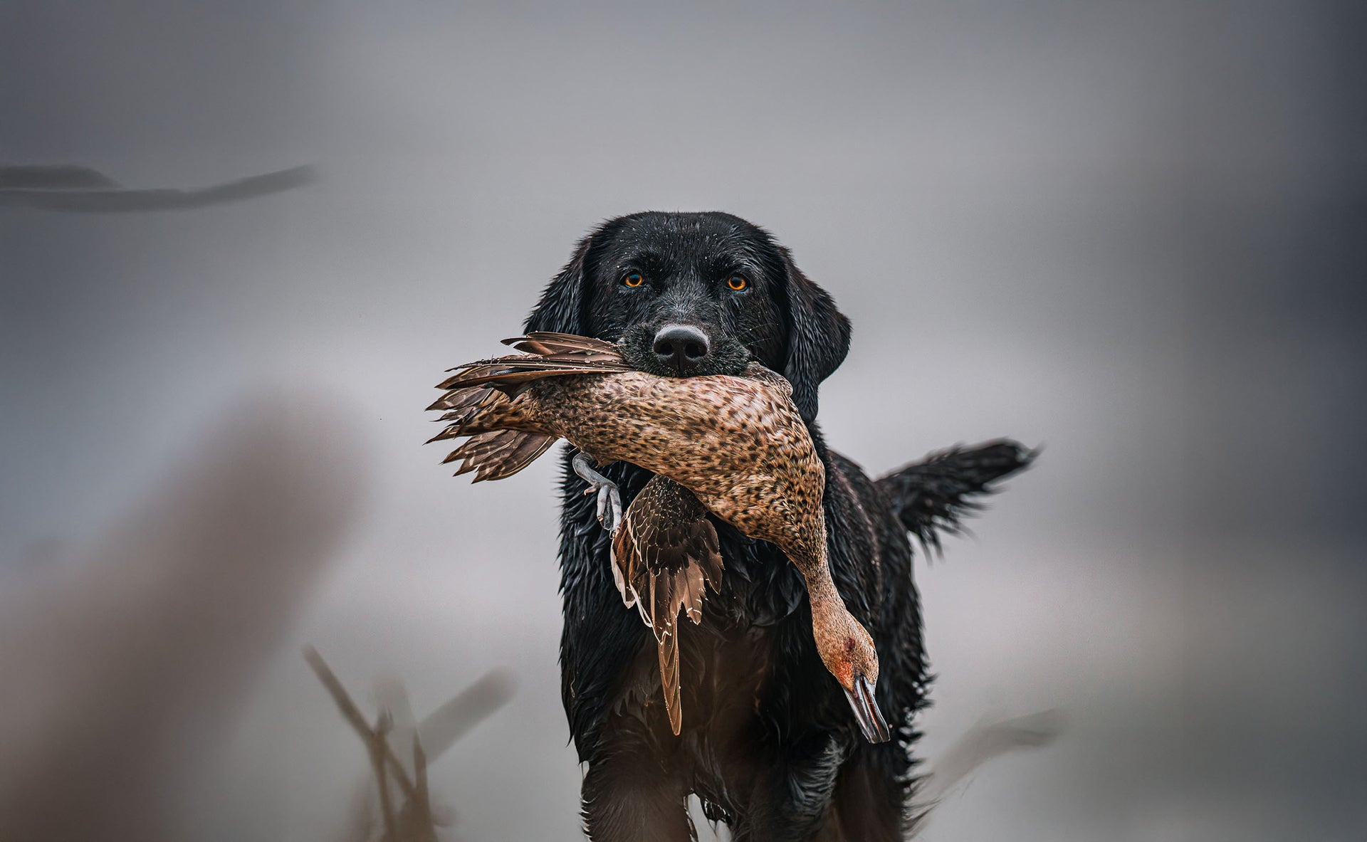 Vendetta Waterfowl | Get Mean Get Even